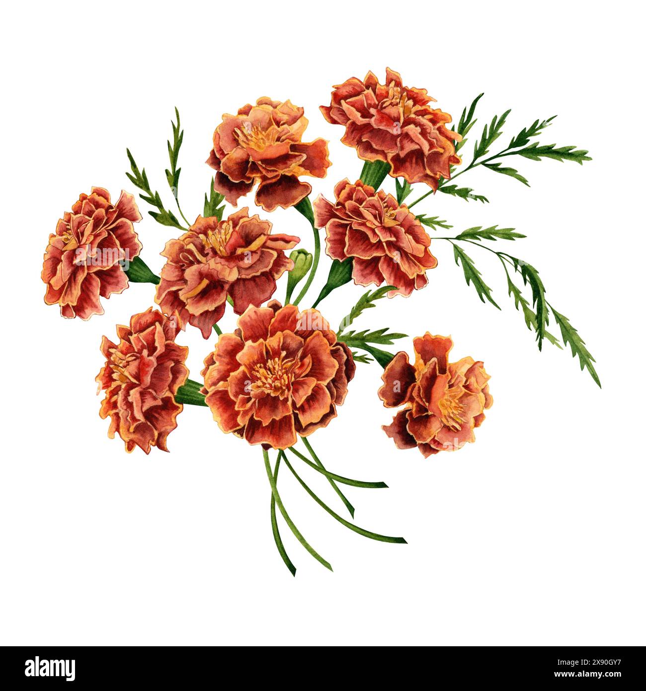 Marigold flowers bouquet element. Tagetes floral botanical composition ...