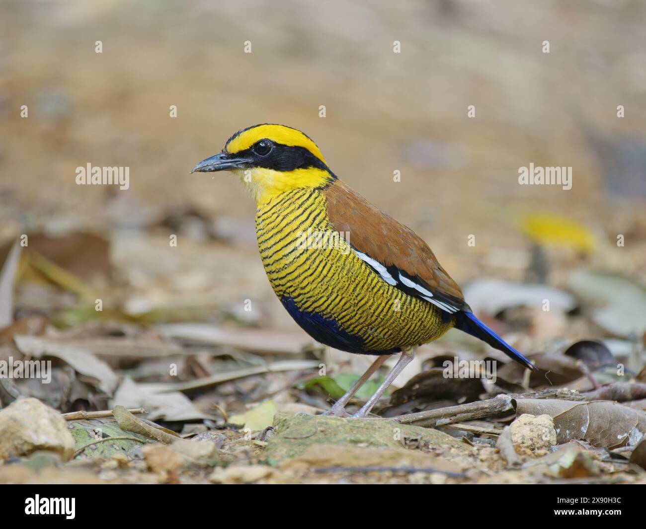 Bornean Banded Pitta Hydrornis schwaneri Sabah, Malaysia, Borneo, SE ...