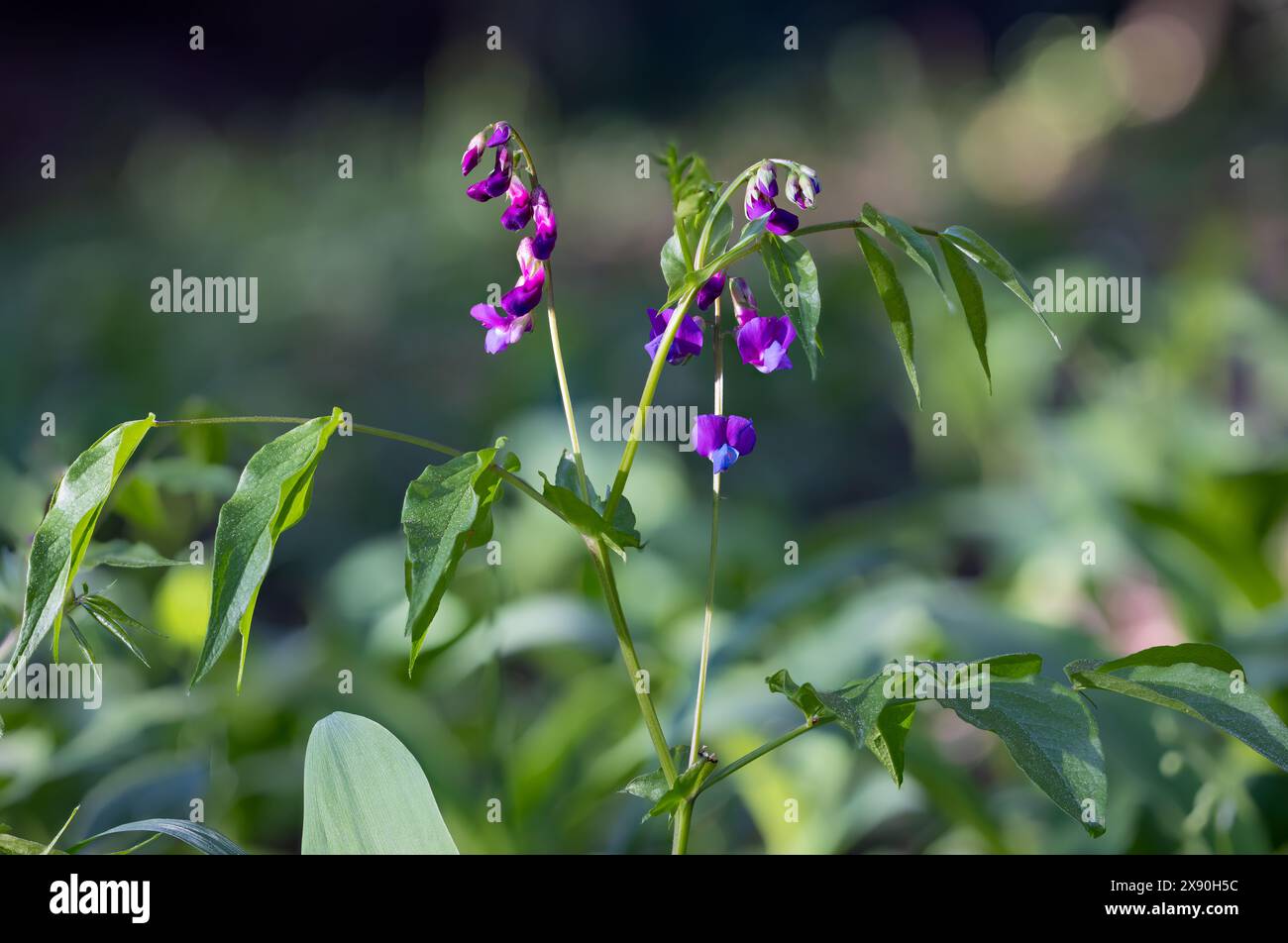 Spring pea flowering Stock Photo - Alamy