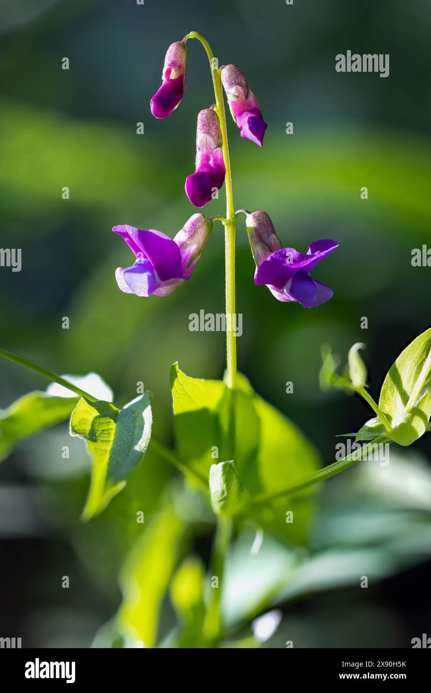 Spring pea flowering Stock Photo - Alamy