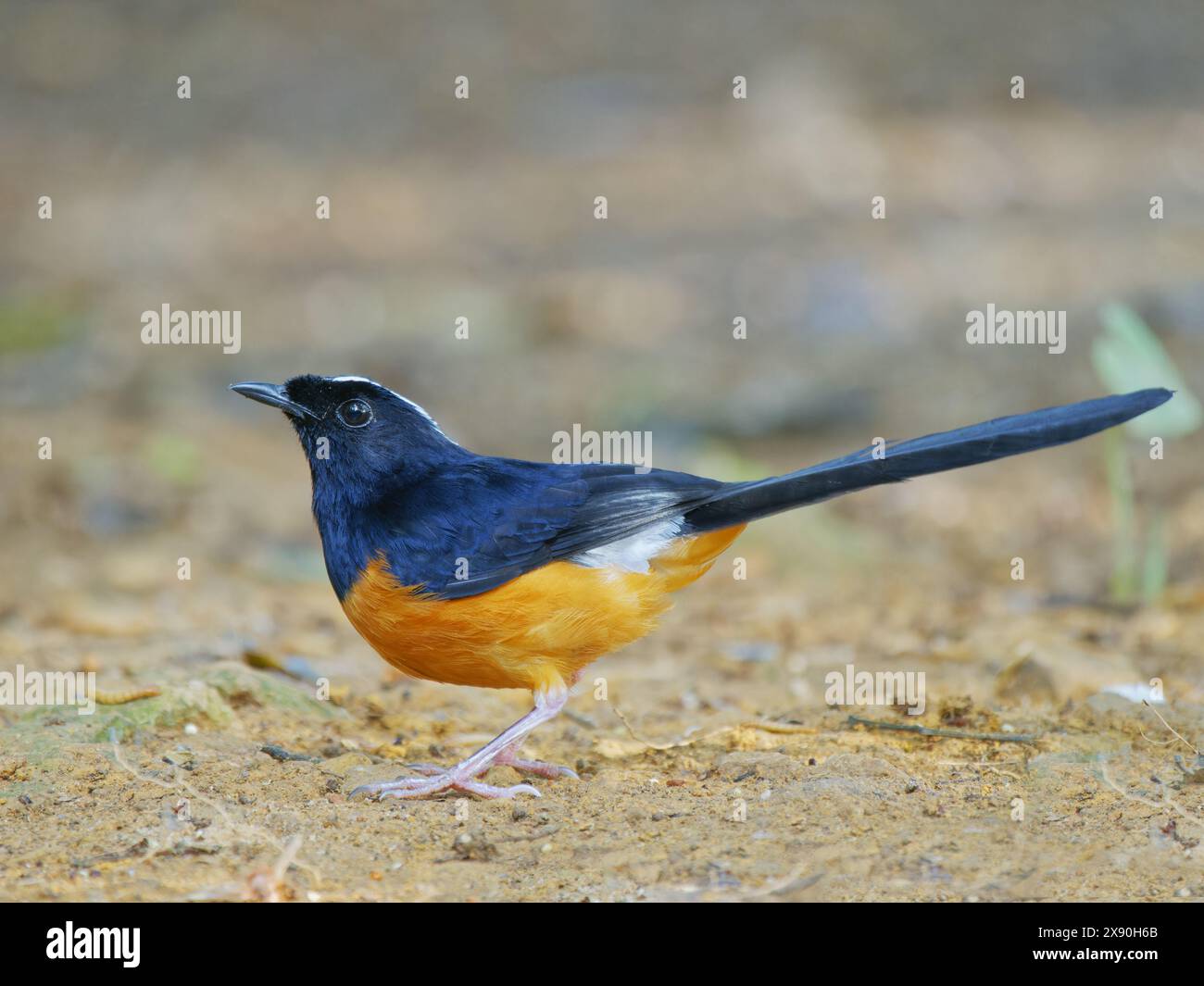 Shama bird hi-res stock photography and images - Alamy