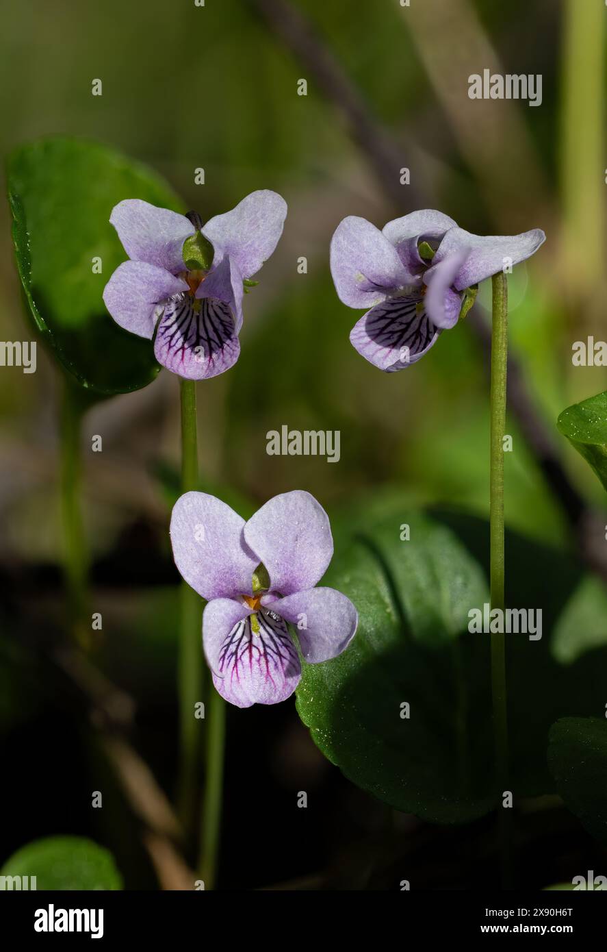 Alpine marsh violet flowering Stock Photo - Alamy