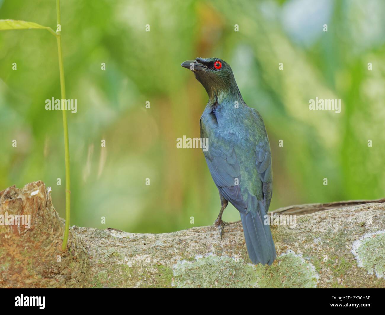 Asian Glossy Starling Aplonis panayensis Sabah, Malaysia, Borneo, SE ...