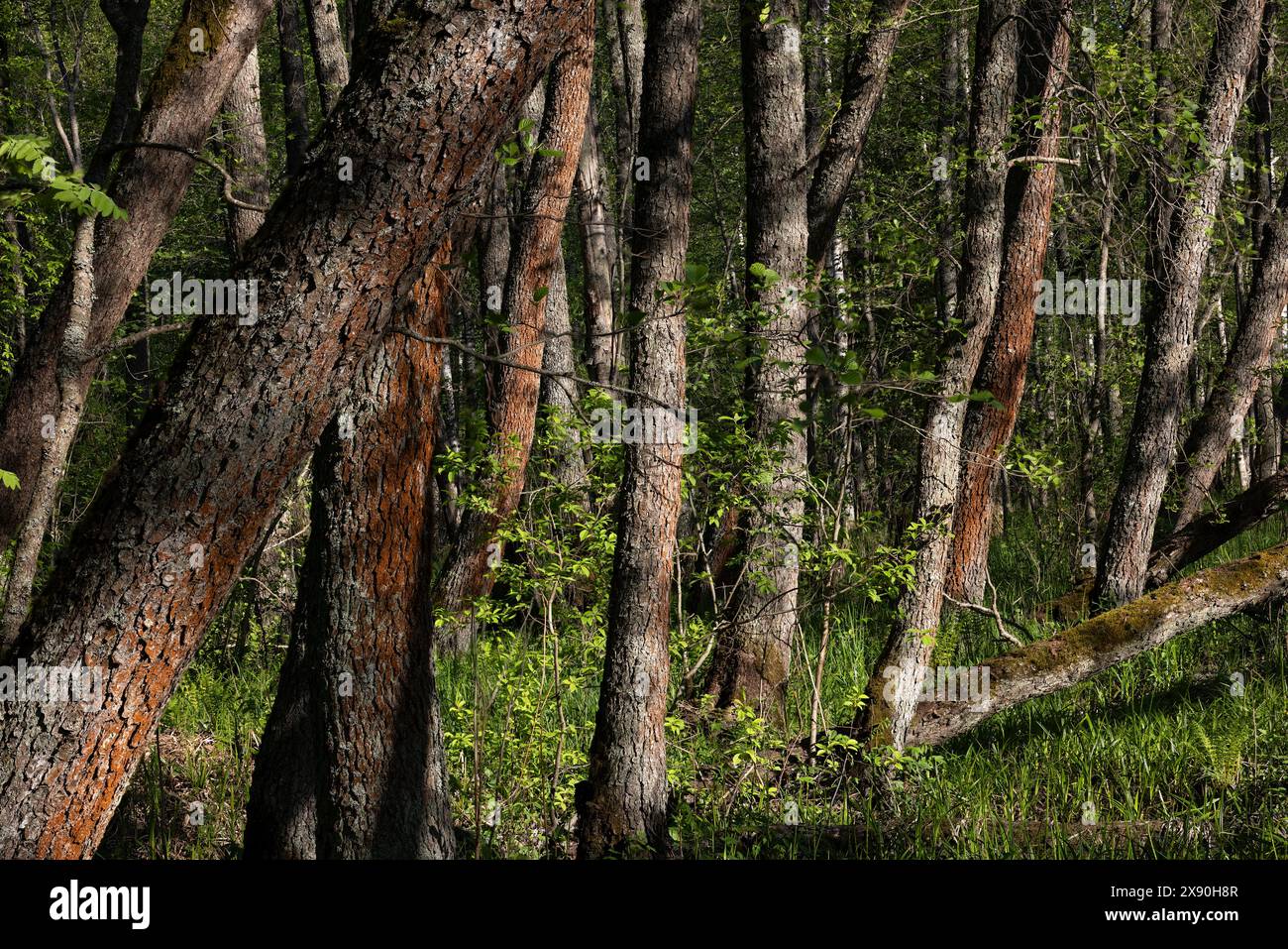 Common alder trees hi-res stock photography and images - Alamy