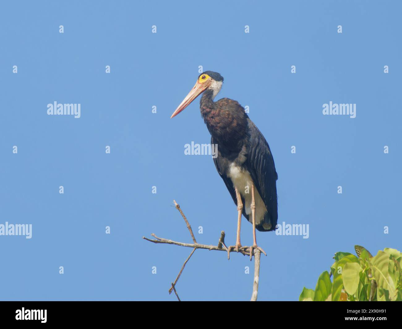 Storm s Stork Ciconia stormi Sabah, Malaysia, Borneo, SE Asia BI041093 ...