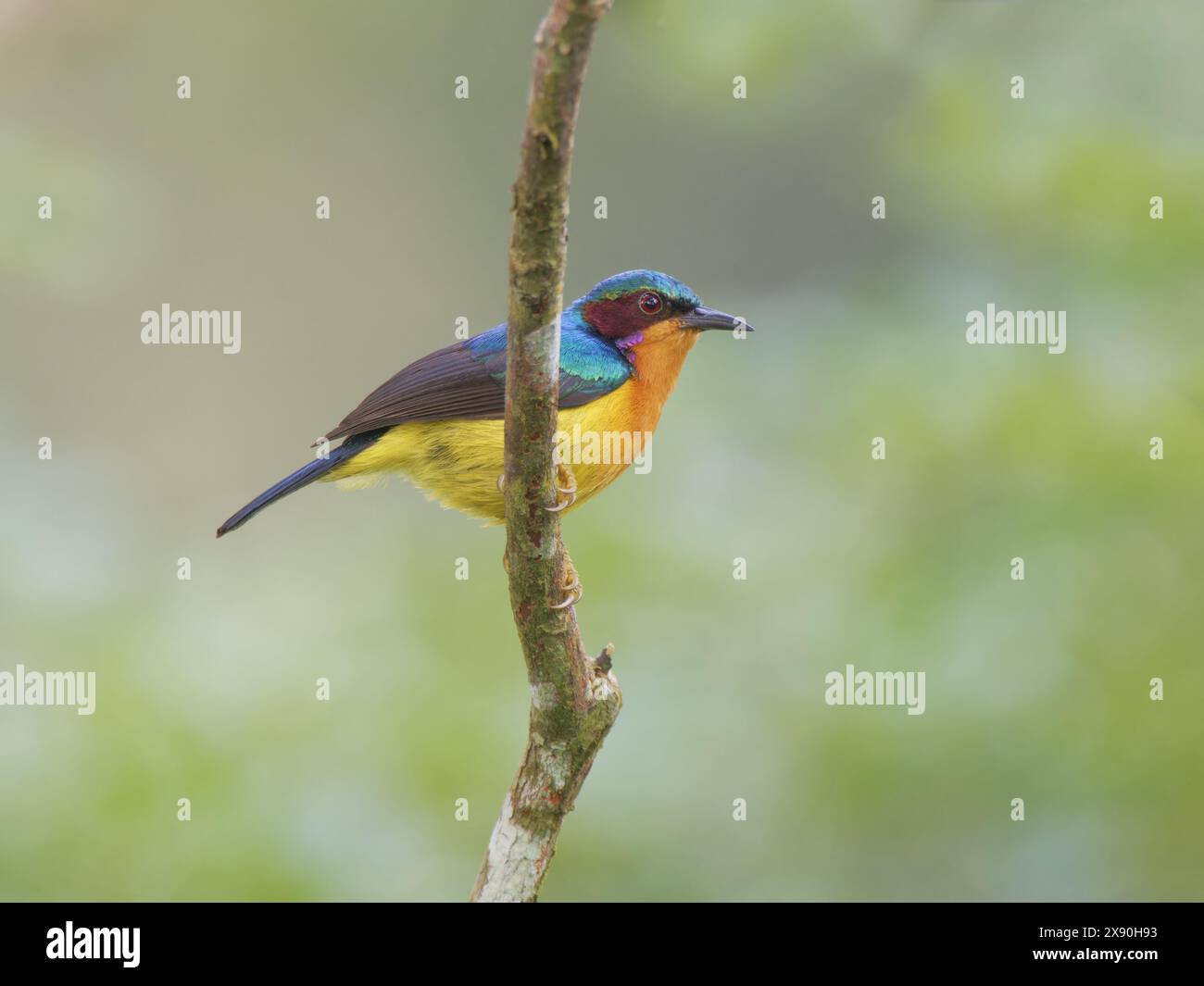 Ruby cheeked sunbird hi-res stock photography and images - Alamy