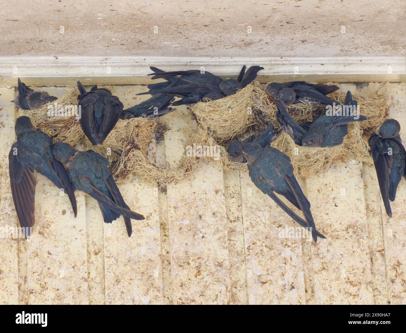 Plume toed swiftlet collocalia affinis hi-res stock photography and images - Alamy