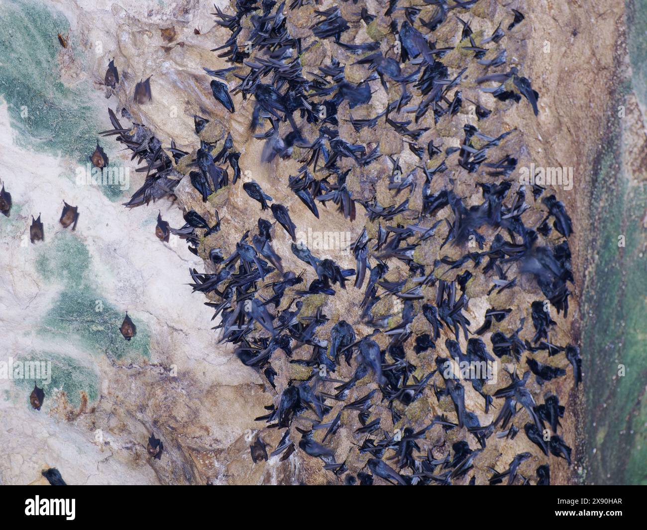 Black Nest Swiftlet nests on cave ceiling Aerodramus maximus Sabah ...