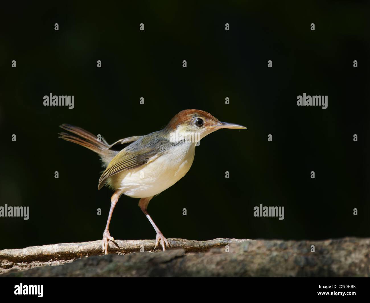 Rufous Tailed Tailorbird Orthotomus sericeus Sabah, Malaysia, Borneo ...
