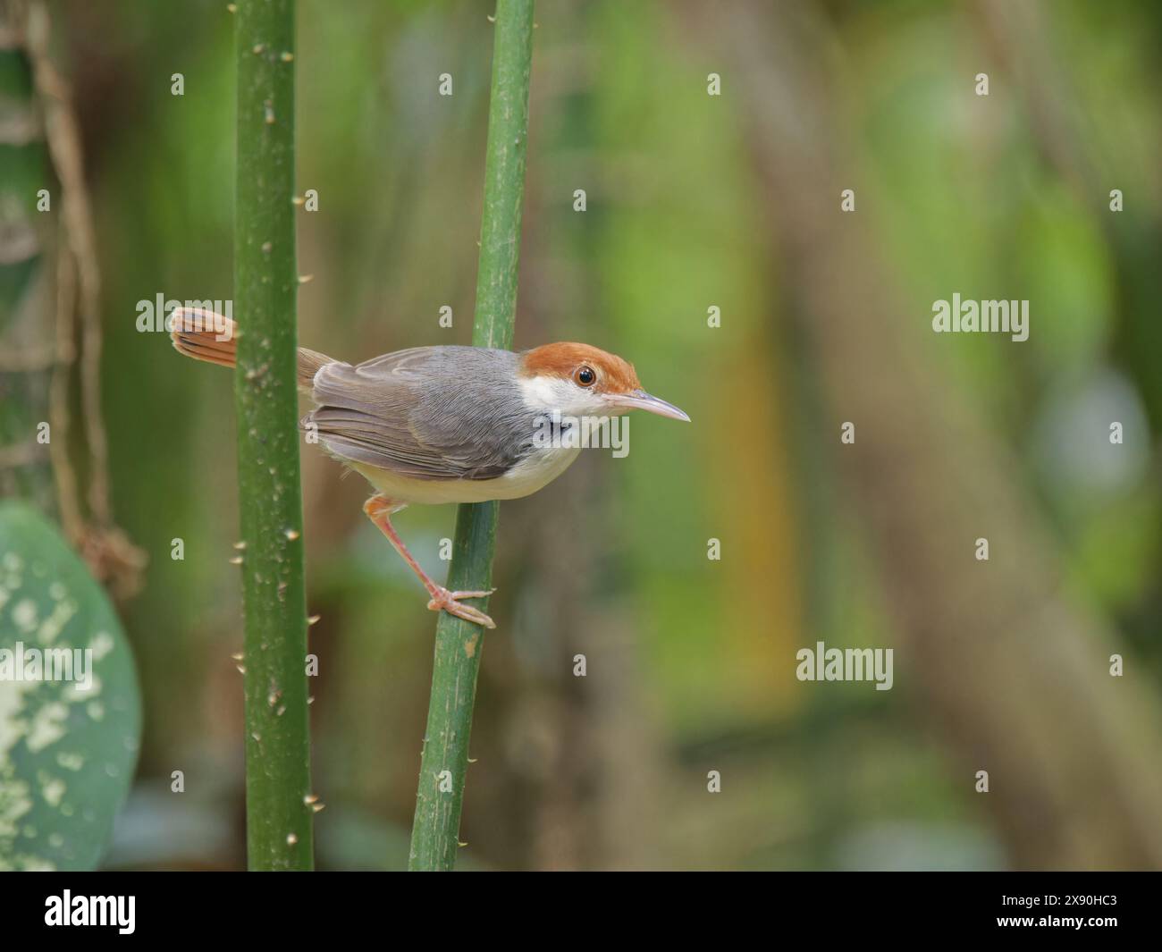 Rufous Tailed Tailorbird Orthotomus sericeus Sabah, Malaysia, Borneo ...