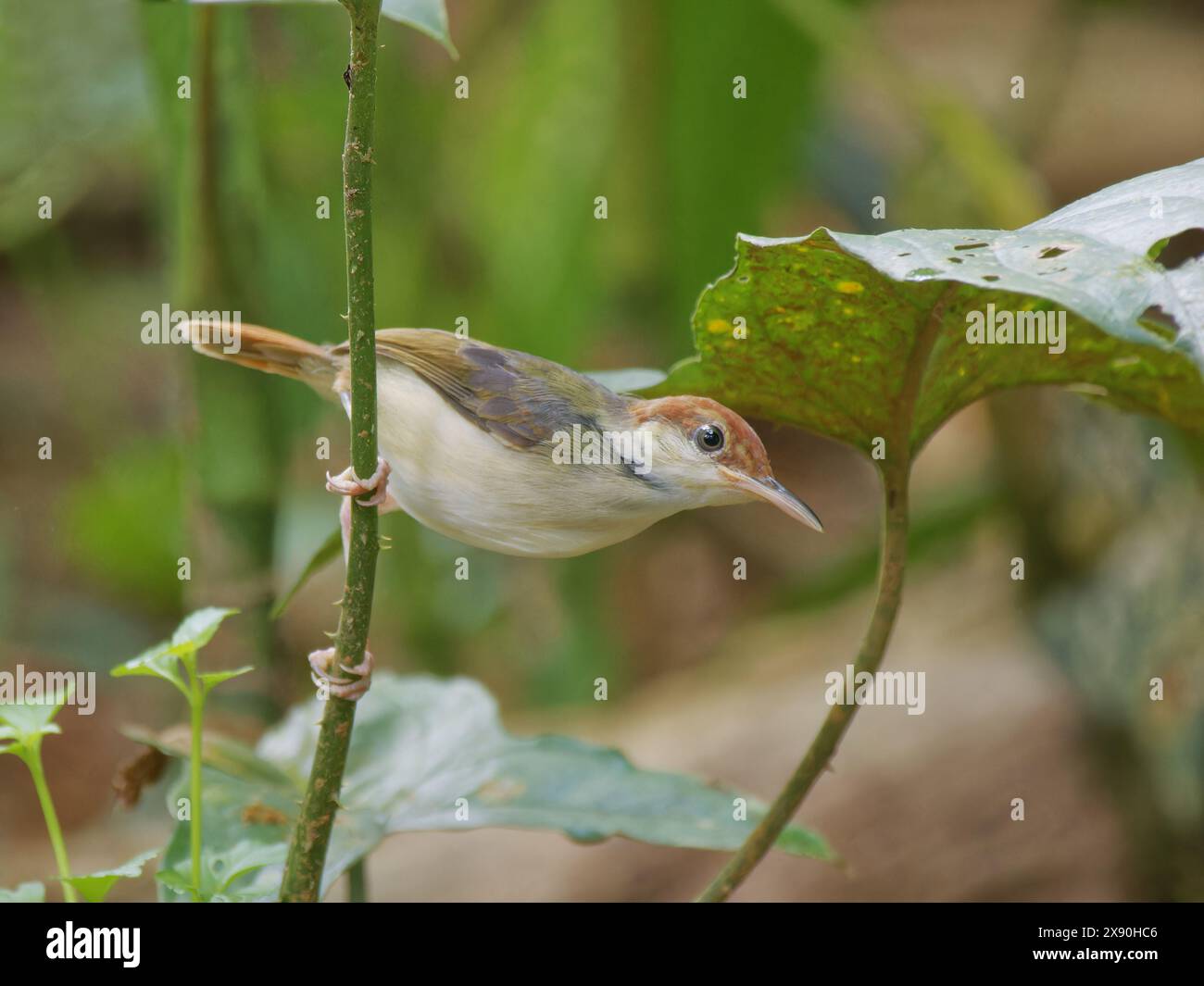 Rufous Tailed Tailorbird Orthotomus sericeus Sabah, Malaysia, Borneo ...