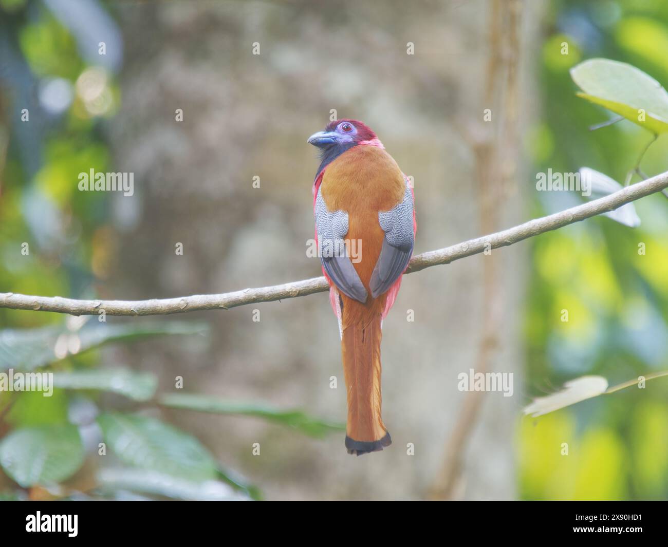 Asian trogons hi-res stock photography and images - Alamy