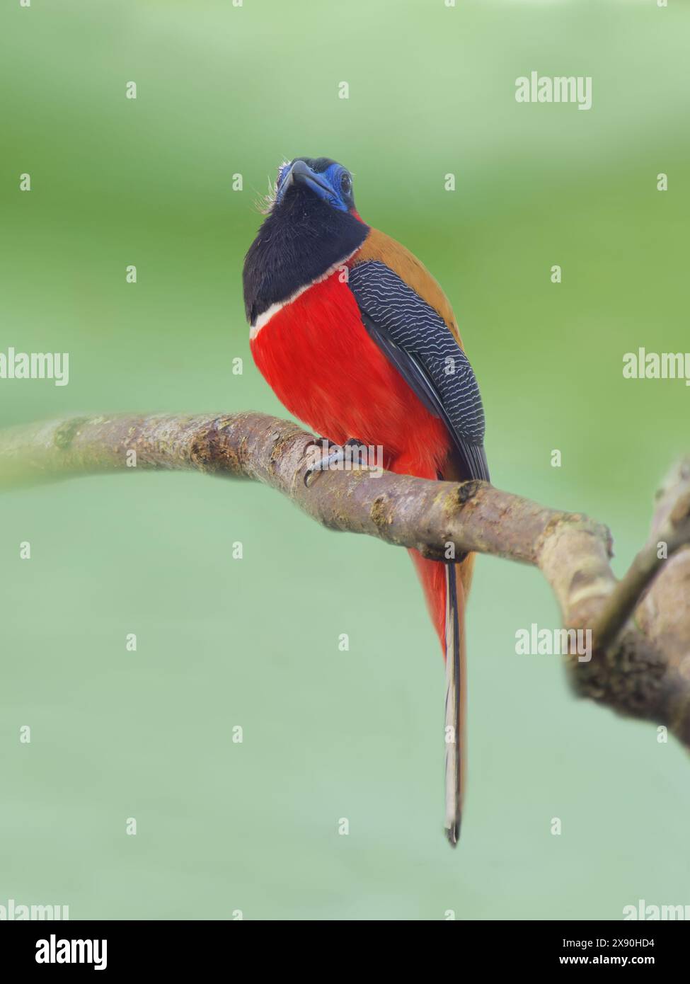 Red Naped Trogon Harpactes kasumba Sabah, Malaysia, Borneo, SE Asia ...