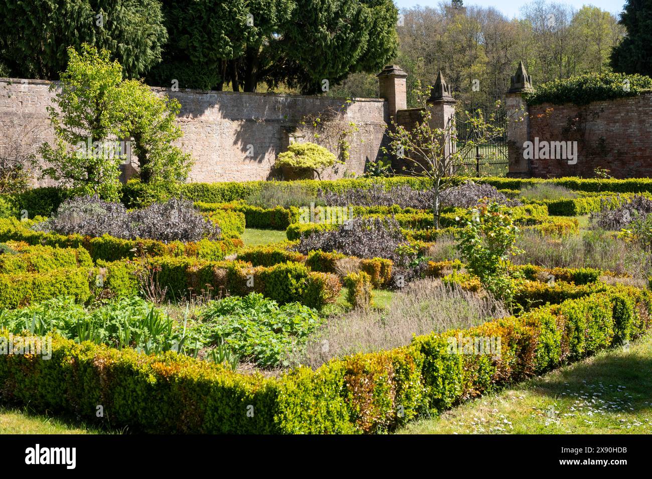 A spring day at the Rose Garden at Newstead Abbey, Nottinghamshire ...