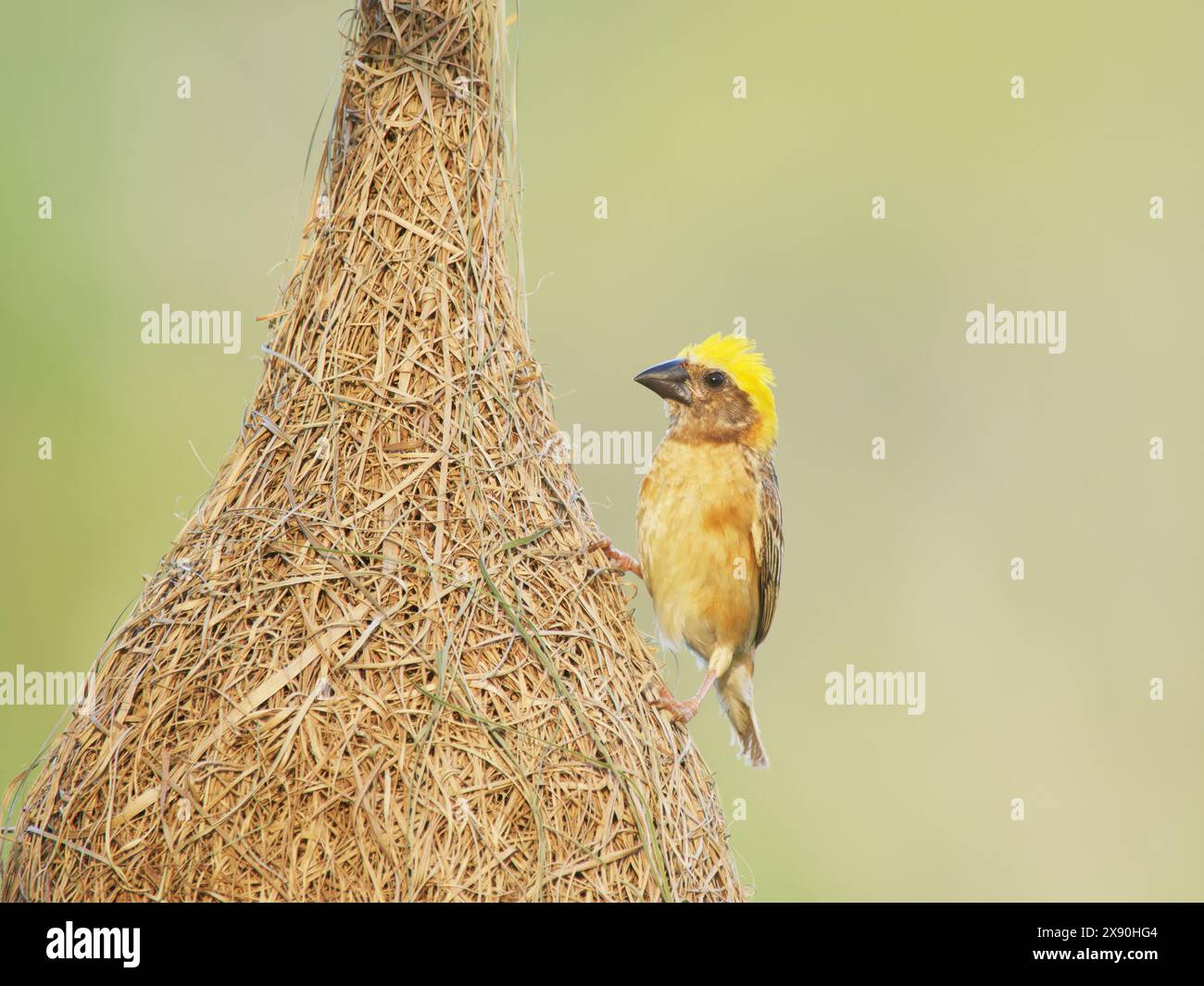 Baya Weaver and nest Ploceus philippinus Sabah, Malaysia, Borneo, SE Asia BI041171 Stock Photo ...