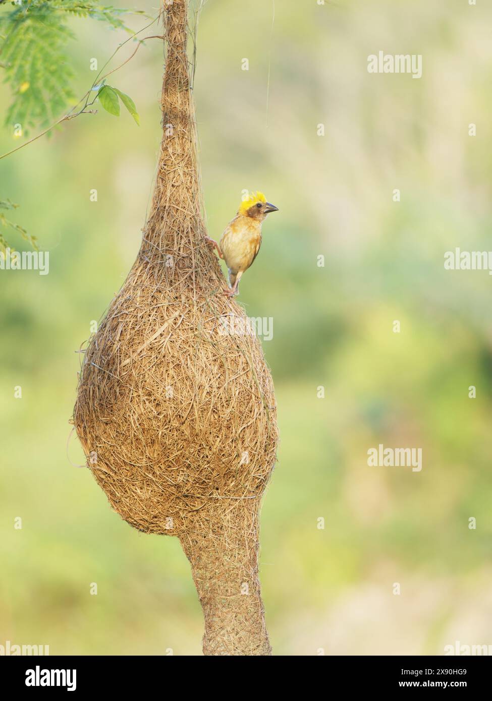Baya Weaver and nest Ploceus philippinus Sabah, Malaysia, Borneo, SE Asia BI041175 Stock Photo ...