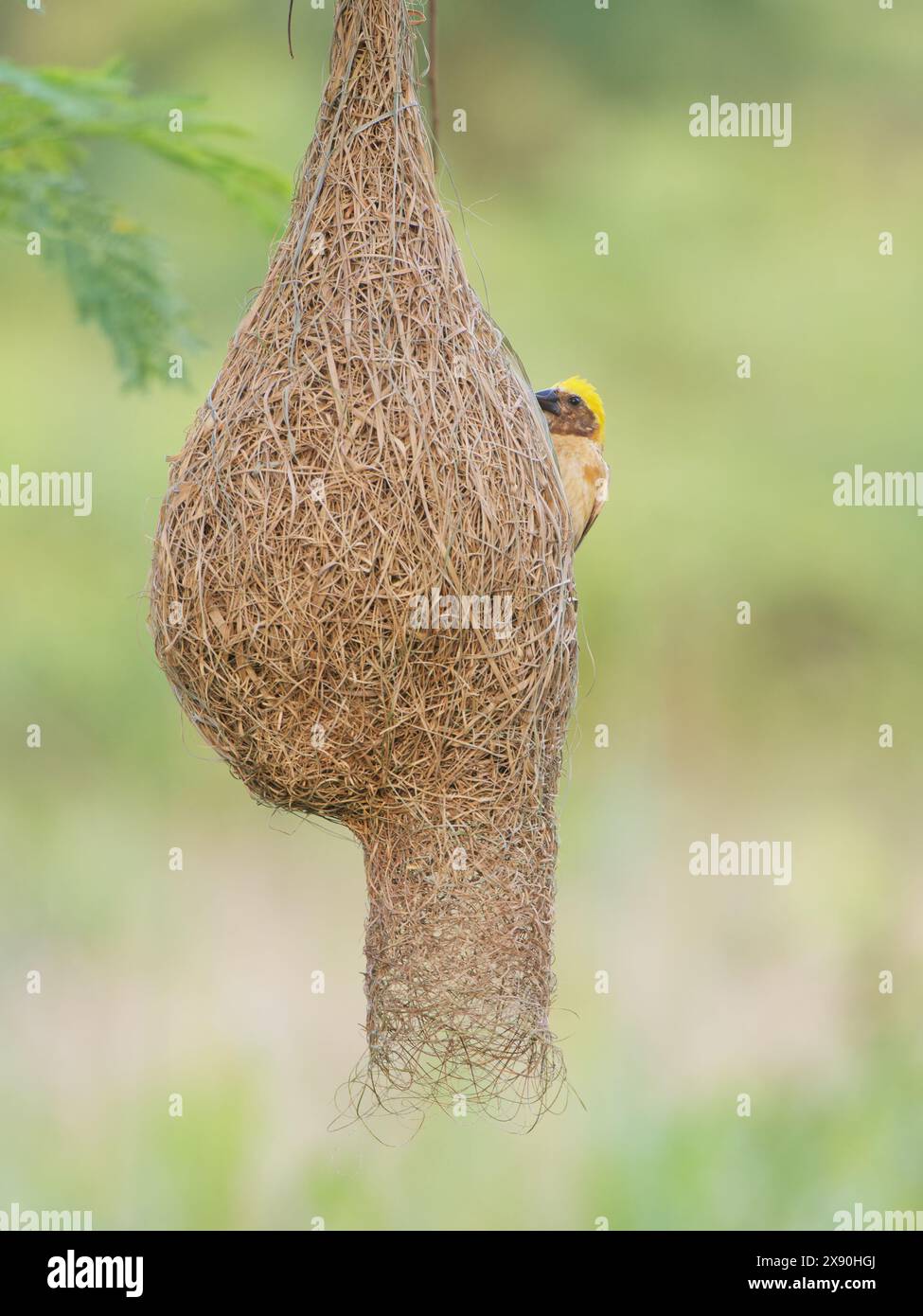 Baya Weaver and nest Ploceus philippinus Sabah, Malaysia, Borneo, SE Asia BI041182 Stock Photo ...
