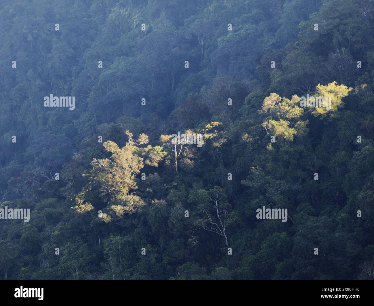 Rainforest at Sunrise Kinabalu National Park Sabah, Malaysia, Borneo ...