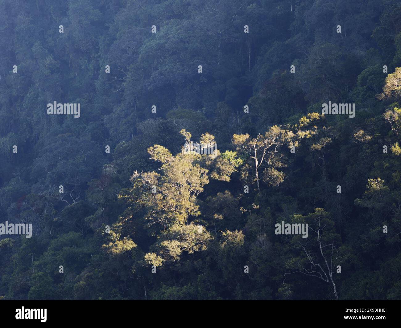 Rainforest at Sunrise Kinabalu National Park Sabah, Malaysia, Borneo ...