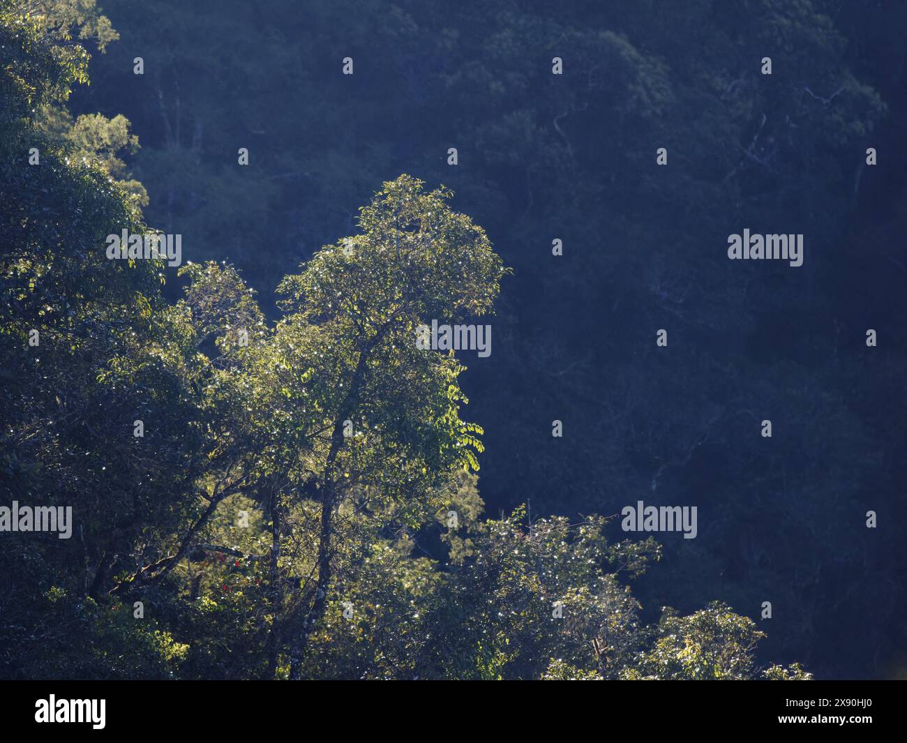 Rainforest at Sunrise Kinabalu National Park Sabah, Malaysia, Borneo ...