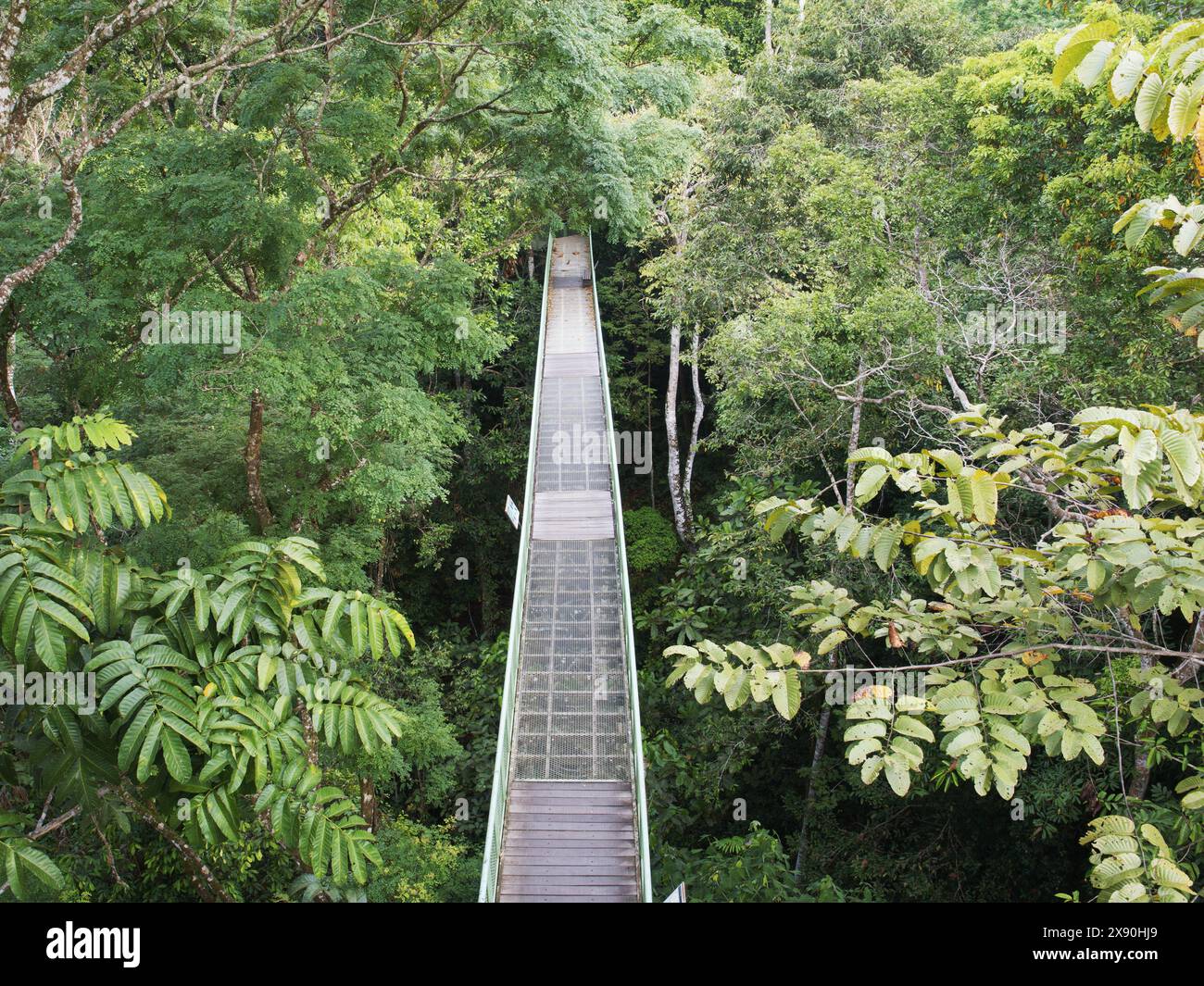 Skywalk Canopy Walk Rainforest Discovery Centre Sepilok, Malaysia ...