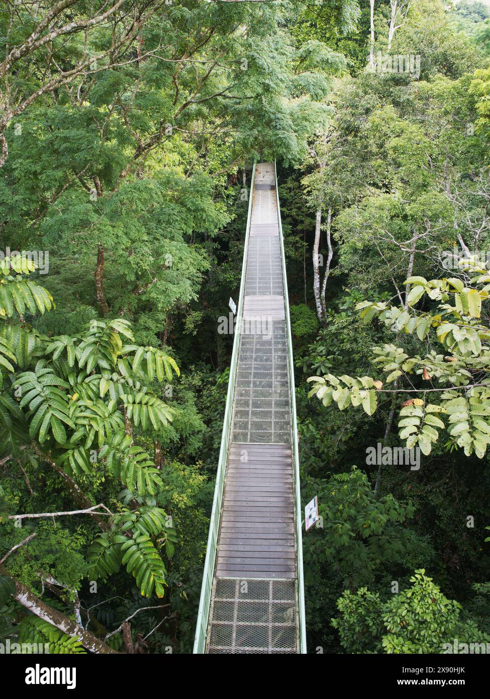 Skywalk Canopy Walk Rainforest Discovery Centre Sepilok, Malaysia ...