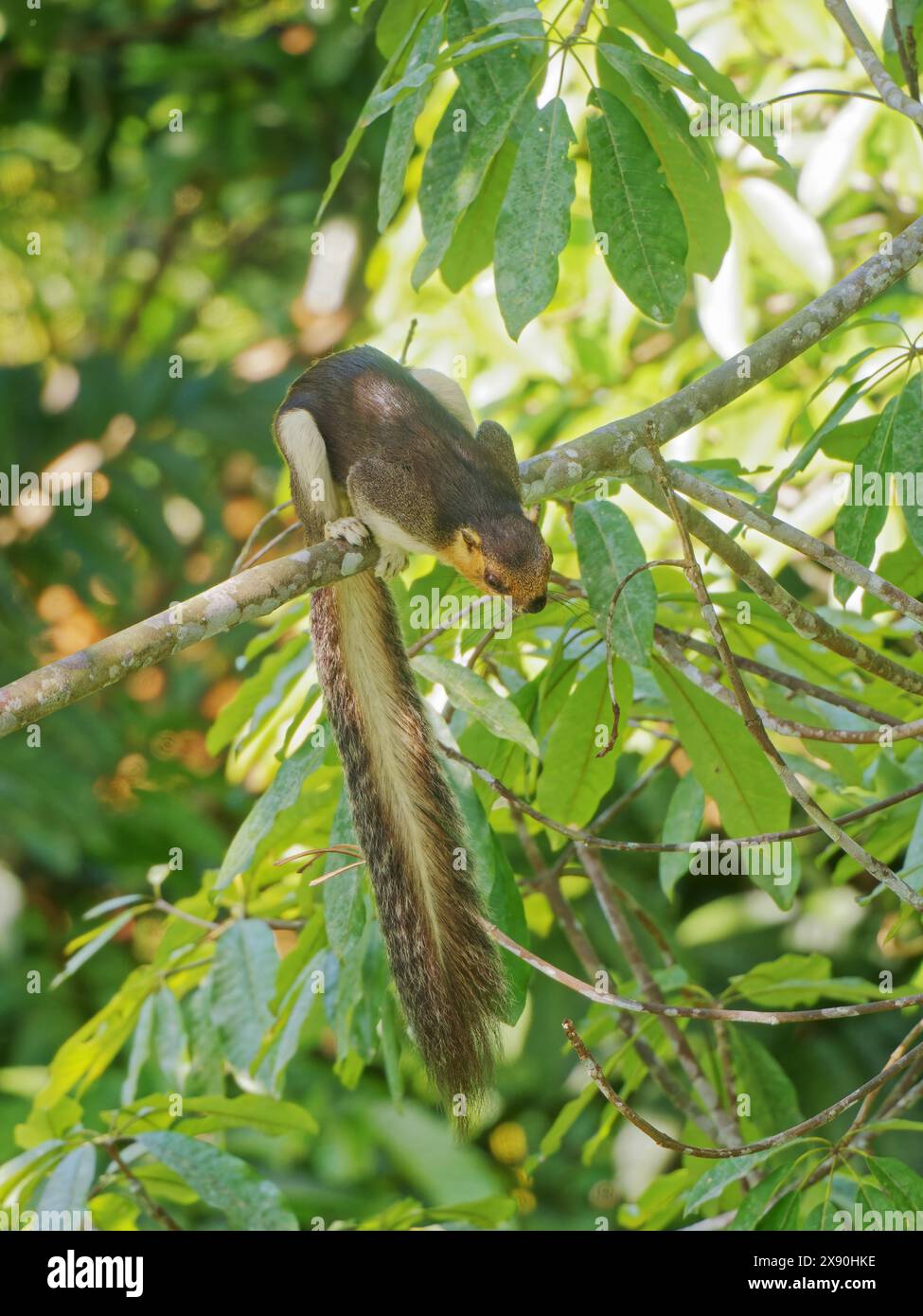 Cream Coloured Gianat Squirrel Ratufa affinis Sabah, Malaysia, Borneo ...