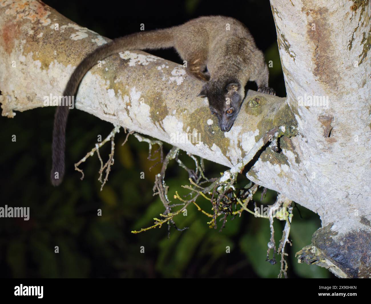 Small Toothed Palm Civet Arctogalidia trivirgata Sabah, Malaysia ...