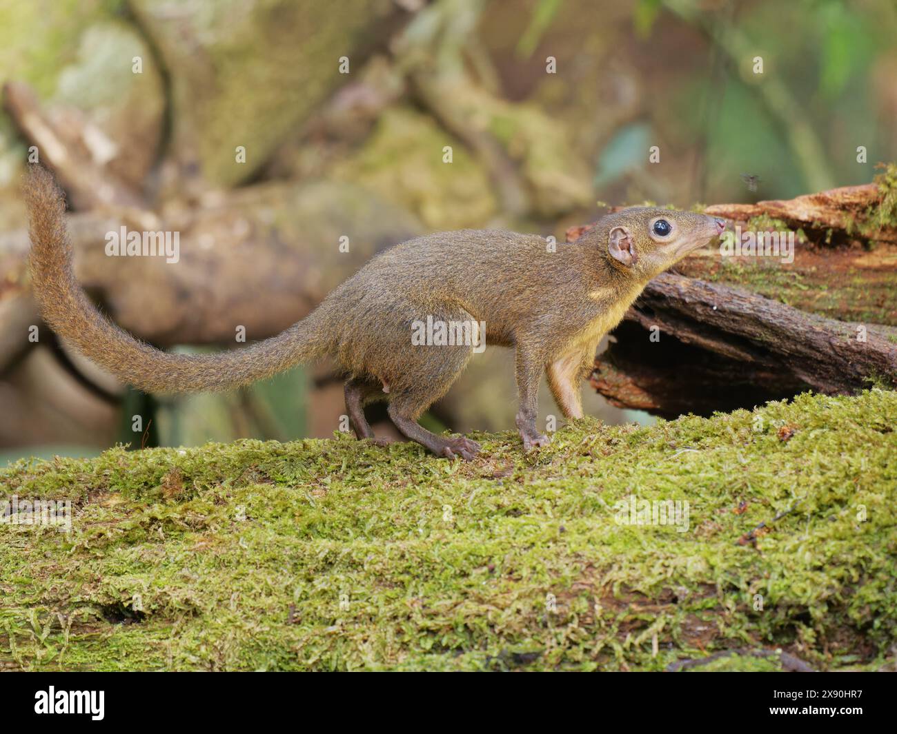 Large Ground Tree Shrew Tupaia tana Sabah, Malaysia, Borneo, SE Asia ...