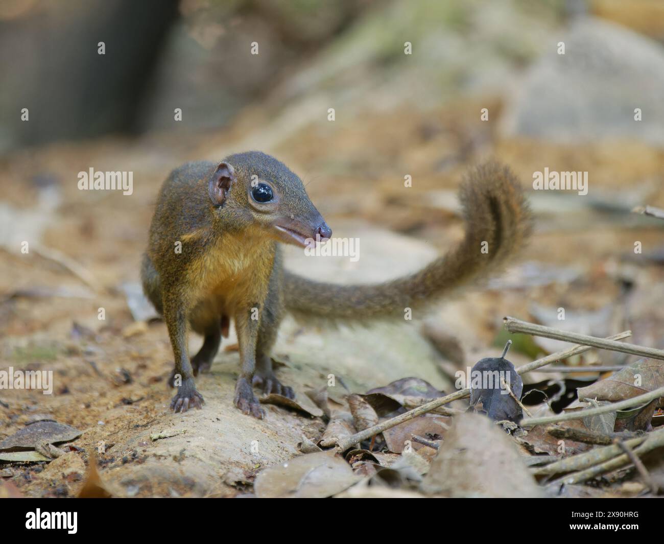 Tupaia hi-res stock photography and images - Alamy