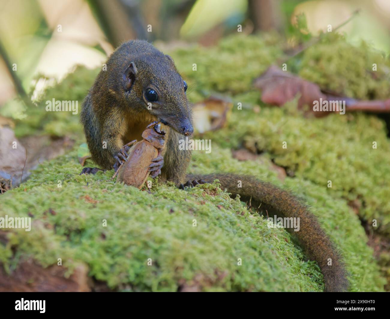 Large Ground Tree Shrew eating large beetle Tupaia tana Sabah, Malaysia ...