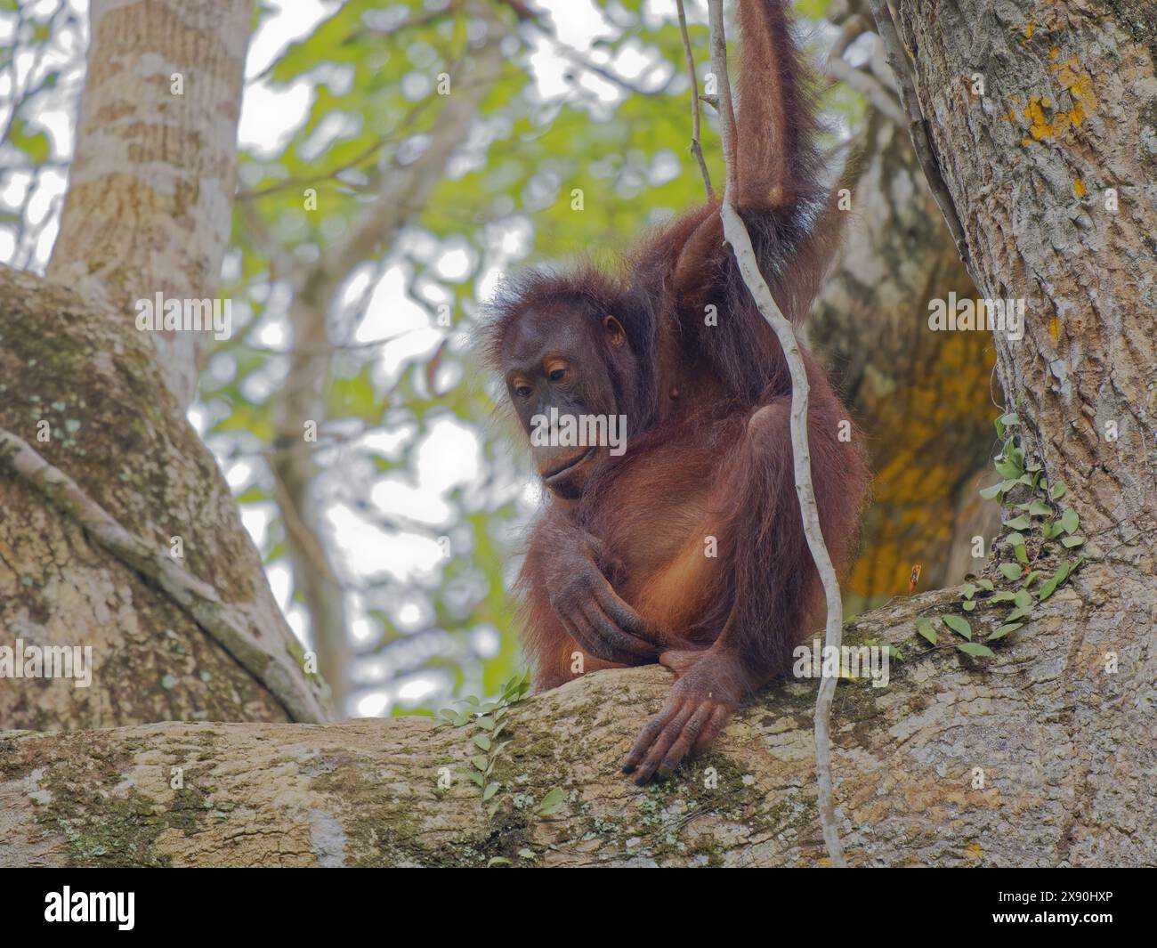 Bornean Orangutan in wild Pongo pygmaeus Sabah, Malaysia, Borneo, SE ...