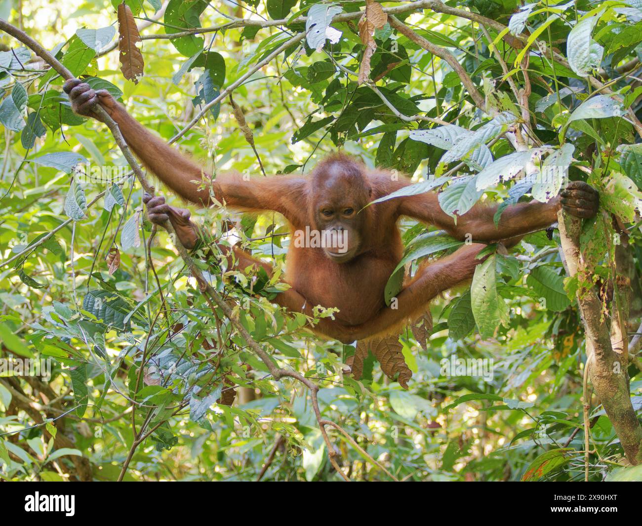 Bornean Orangutan Pongo pygmaeus Sabah, Malaysia, Borneo, SE Asia ...