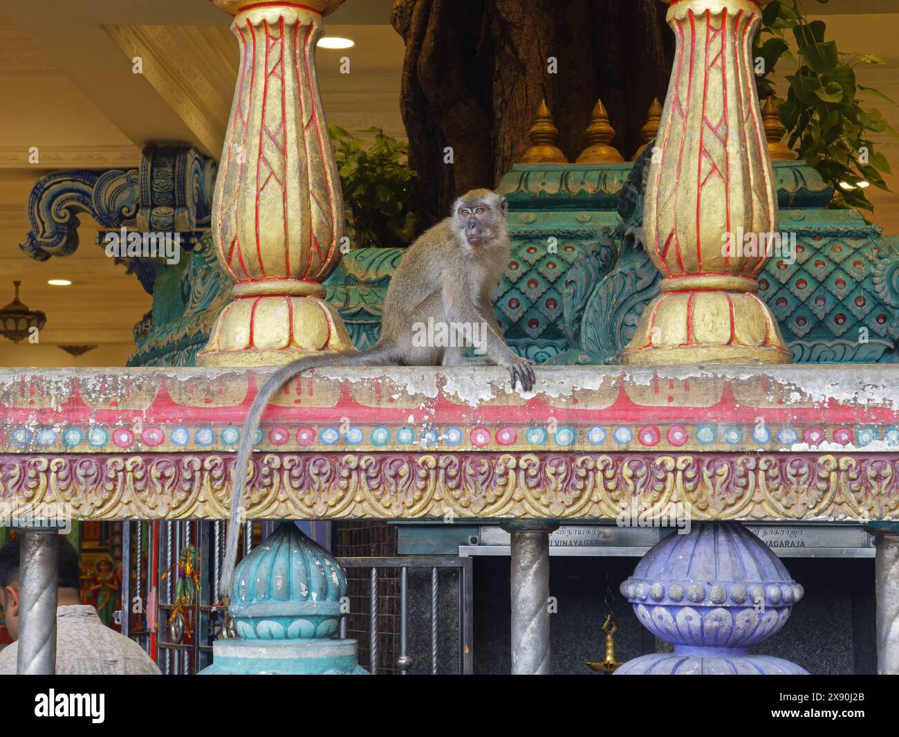 Long Tailed Macaque at Batu Caves Hindu Temple Macaca fascicularis ...