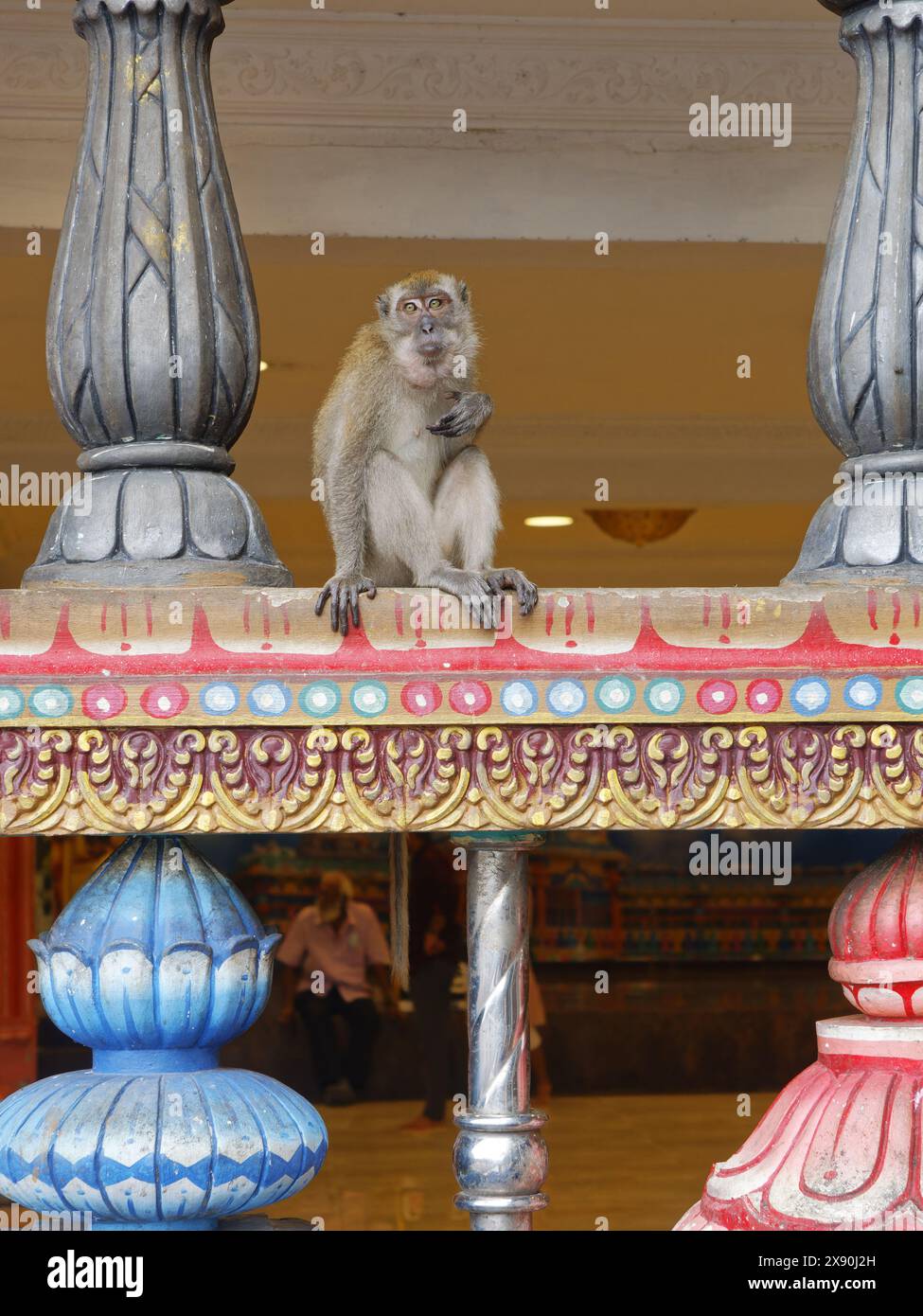 Long Tailed Macaque at Batu Caves Hindu Temple Macaca fascicularis ...