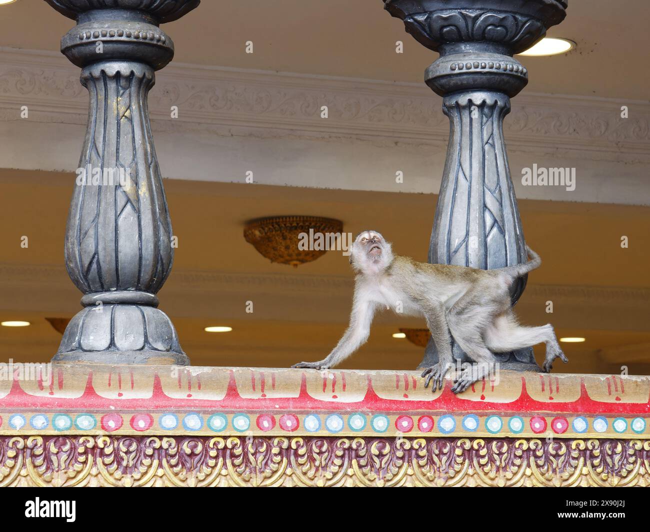 Long Tailed Macaque at Batu Caves Hindu Temple Macaca fascicularis ...