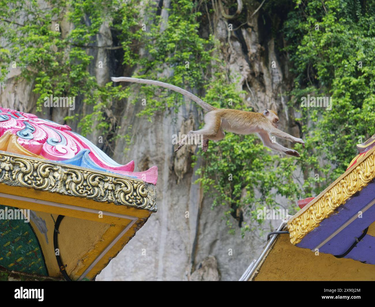 Long Tailed Macaque jumping at Batu caves Hindu Temple Macaca ...