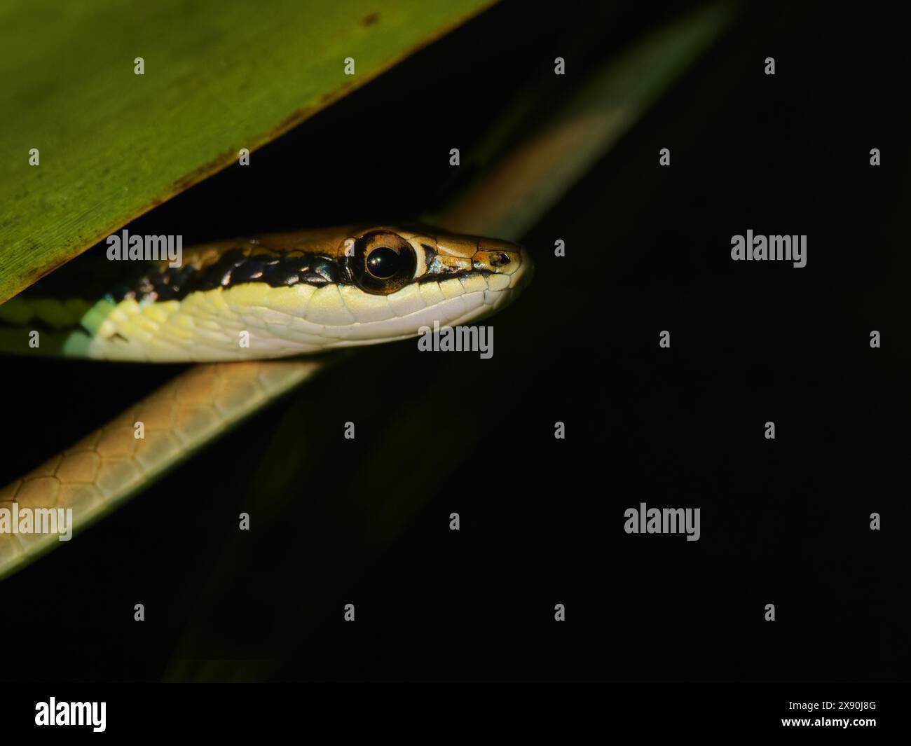 Stripe Bronze Back Snake Dendrelaphis caudiolineatus Sabah, Malaysia ...