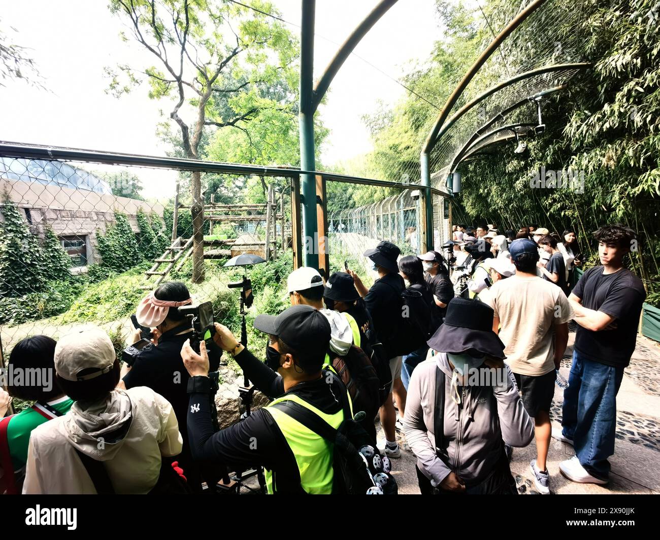 Tourists are lining up to watch a giant panda eat bamboo at the Giant ...