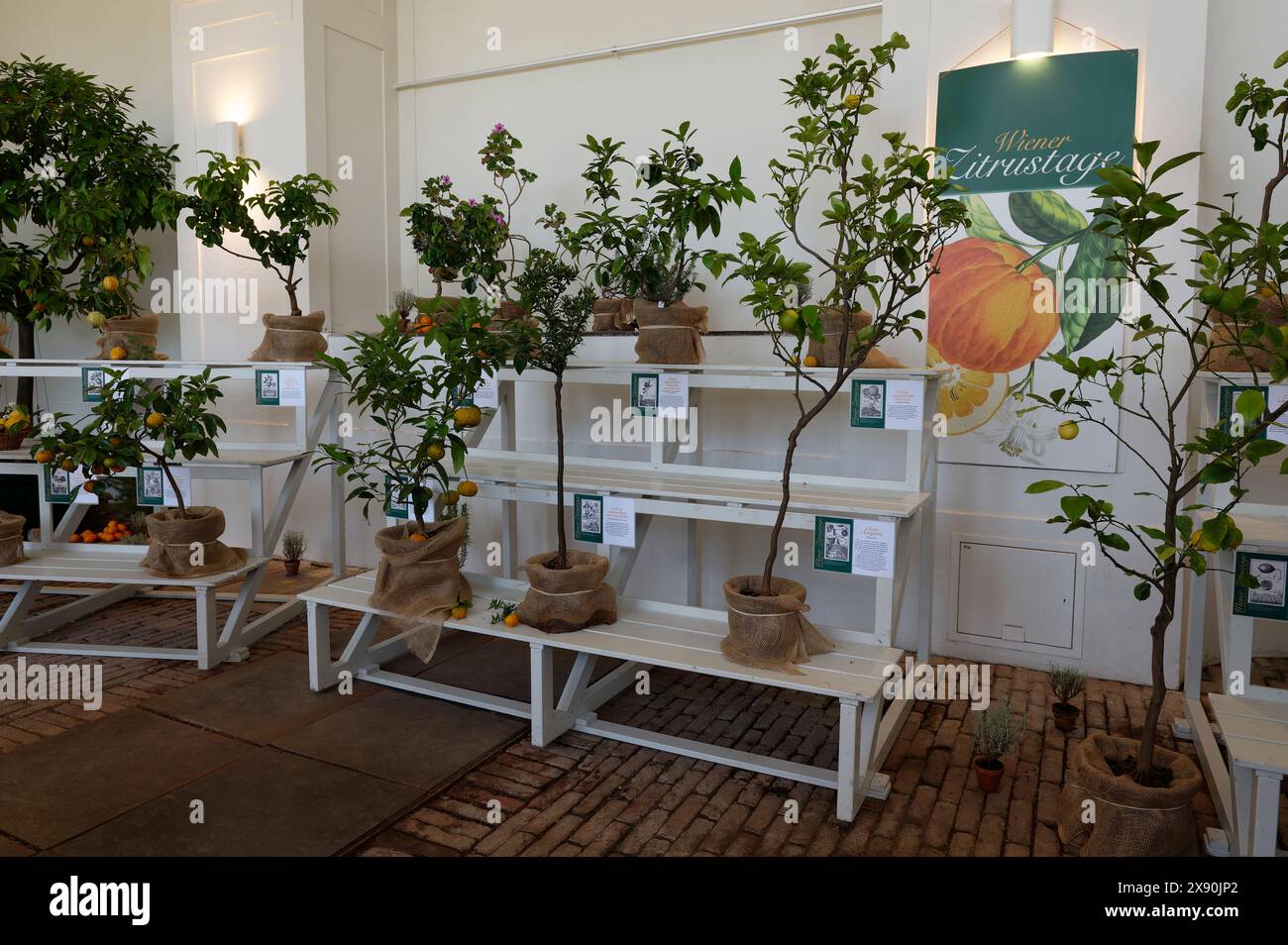 Vienna plants hi-res stock photography and images - Alamy