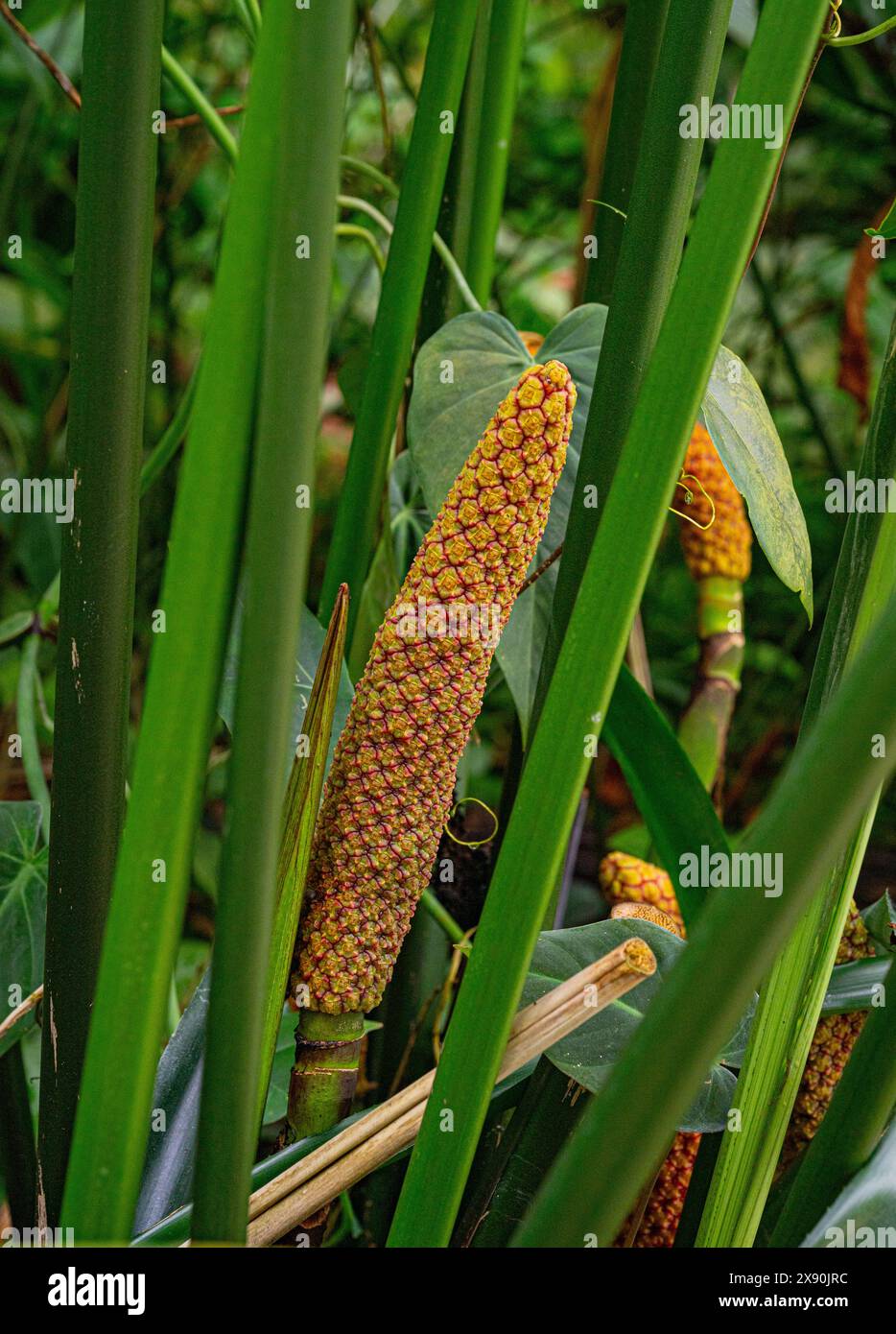Palm fruit hi-res stock photography and images - Alamy