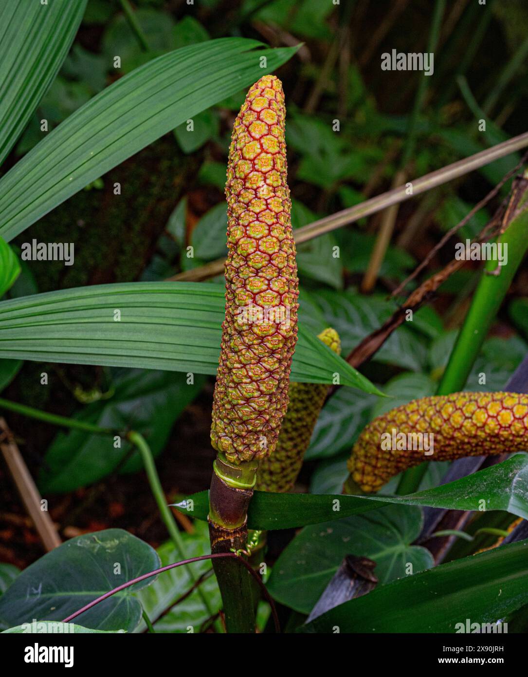 Carludovica gigantea hi-res stock photography and images - Alamy