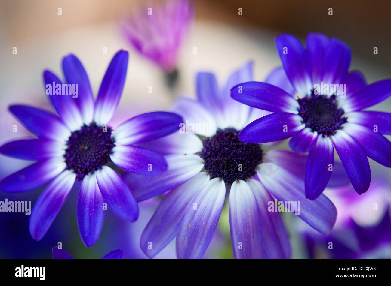 Cluster of purple Senetti flowers in a flower garden Stock Photo - Alamy