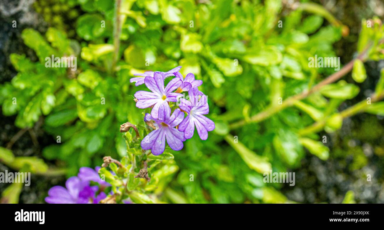 Flower native to north africa hi-res stock photography and images - Alamy