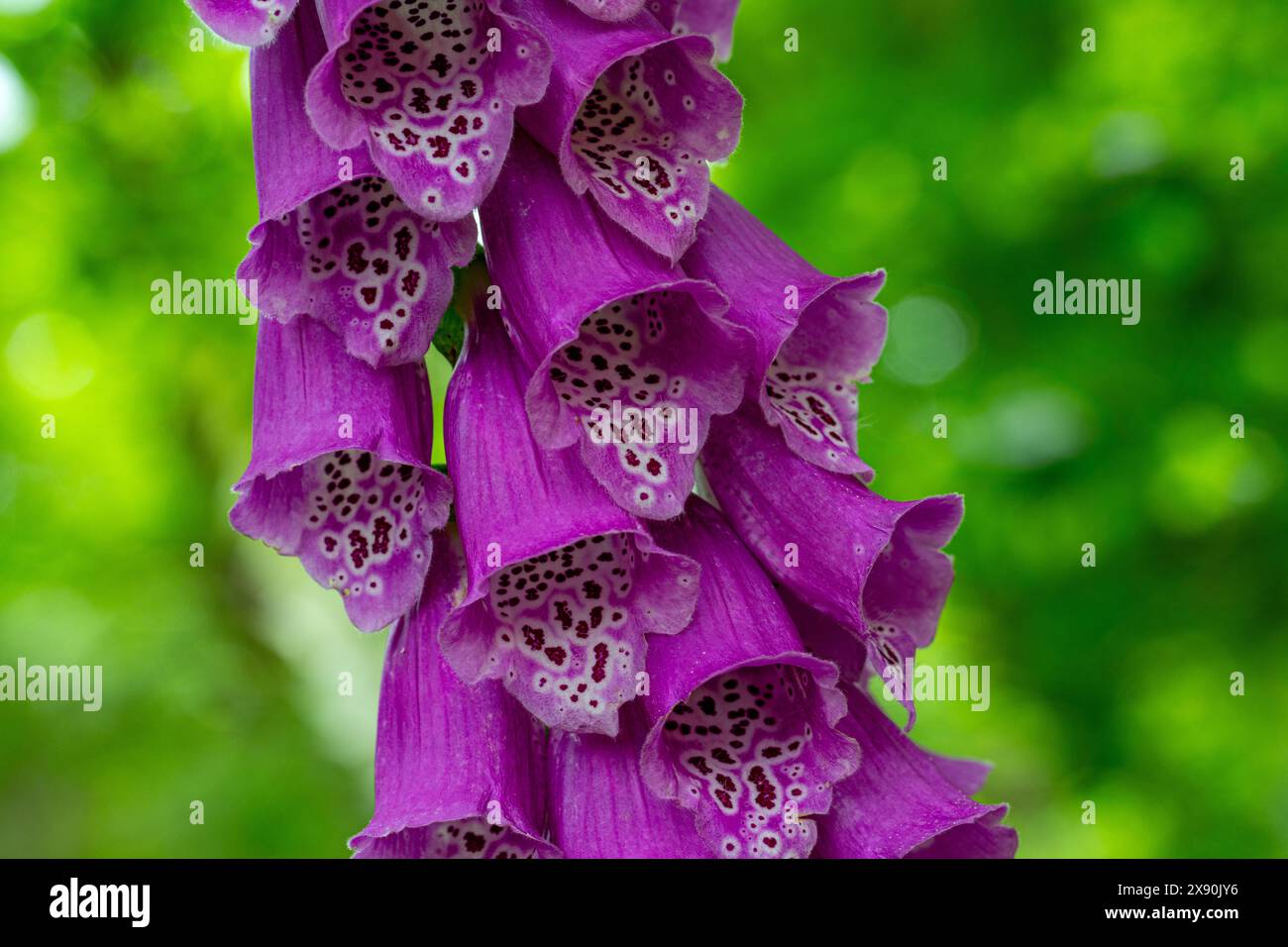 Common foxglove (Digitalis purpurea) in flower Stock Photo - Alamy