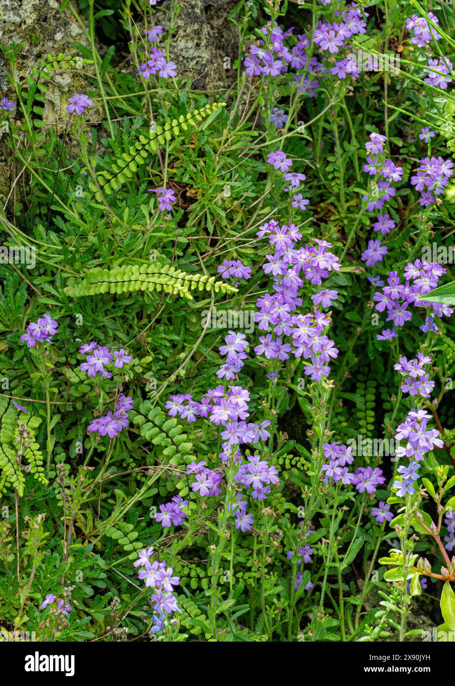 Alpine balsam (Erinus alpinus) is a perennial herb native to south ...
