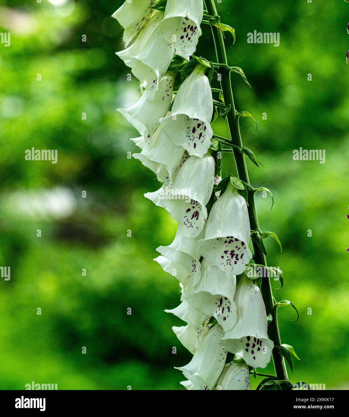 Digitalis grandiflora seed hi-res stock photography and images - Alamy