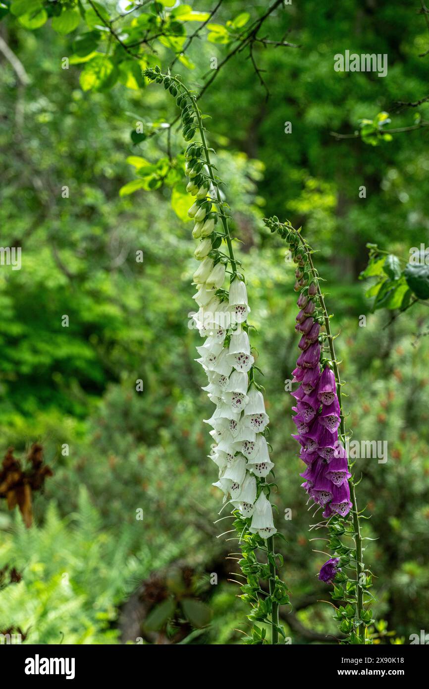 Common foxglove (Digitalis purpurea) in flower Stock Photo - Alamy