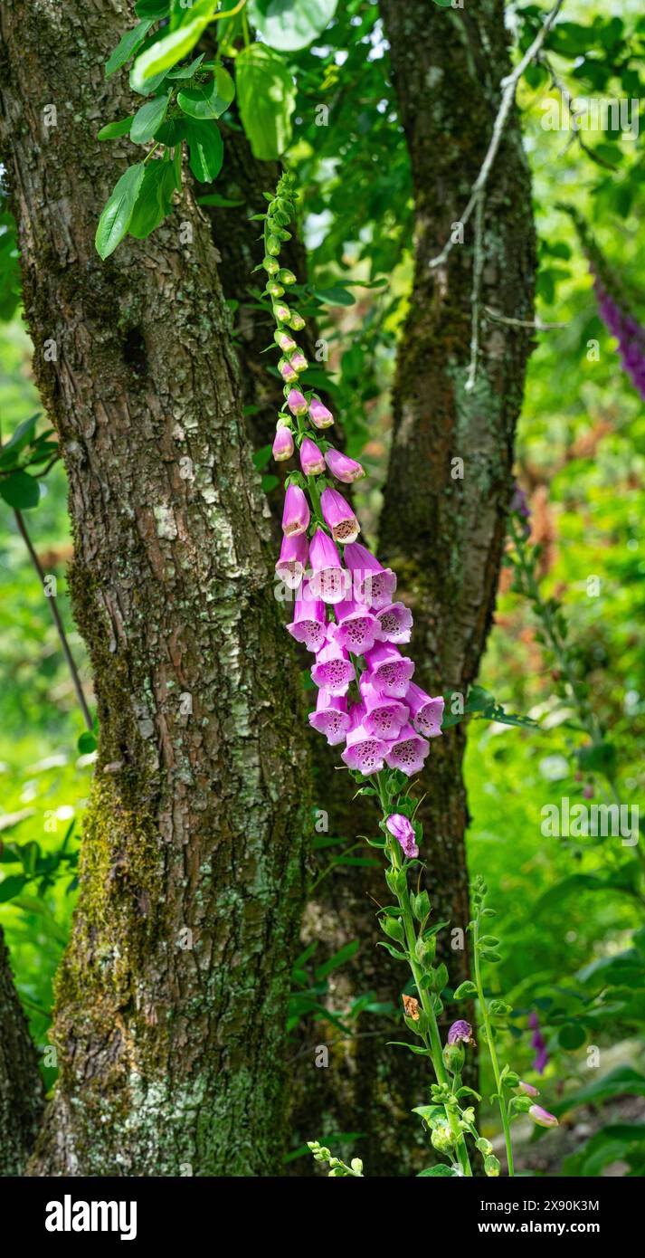 Digitalis grandiflora seed hi-res stock photography and images - Alamy