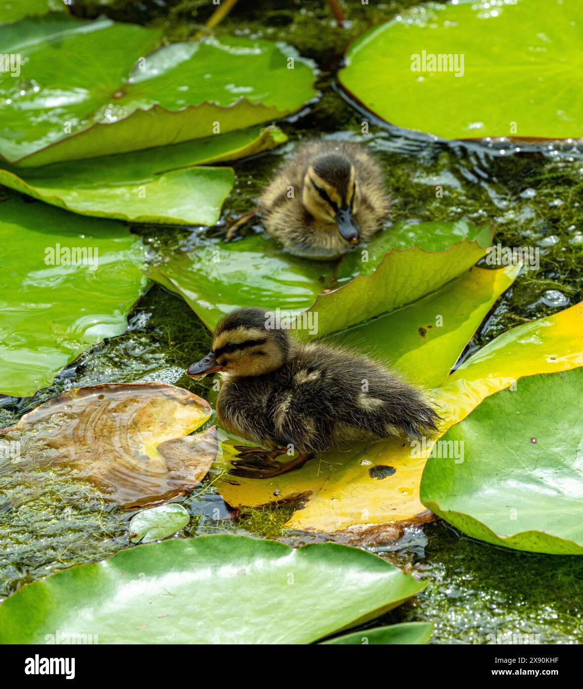 Mother duck with her young in a pond Stock Photo - Alamy